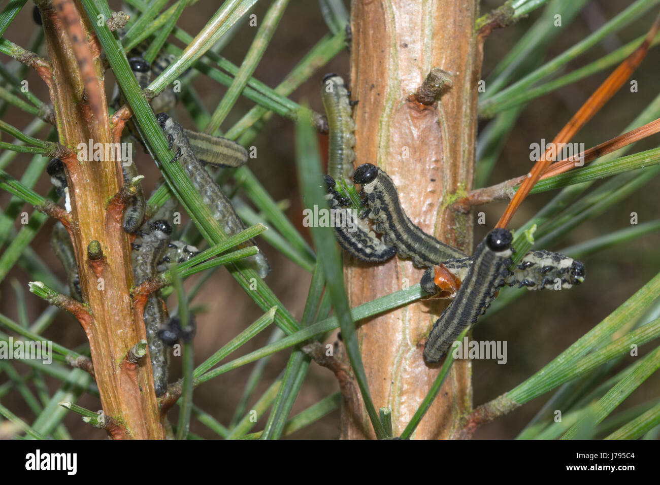 European pine sawfly larvae High Resolution Stock Photography and Images - Alamy