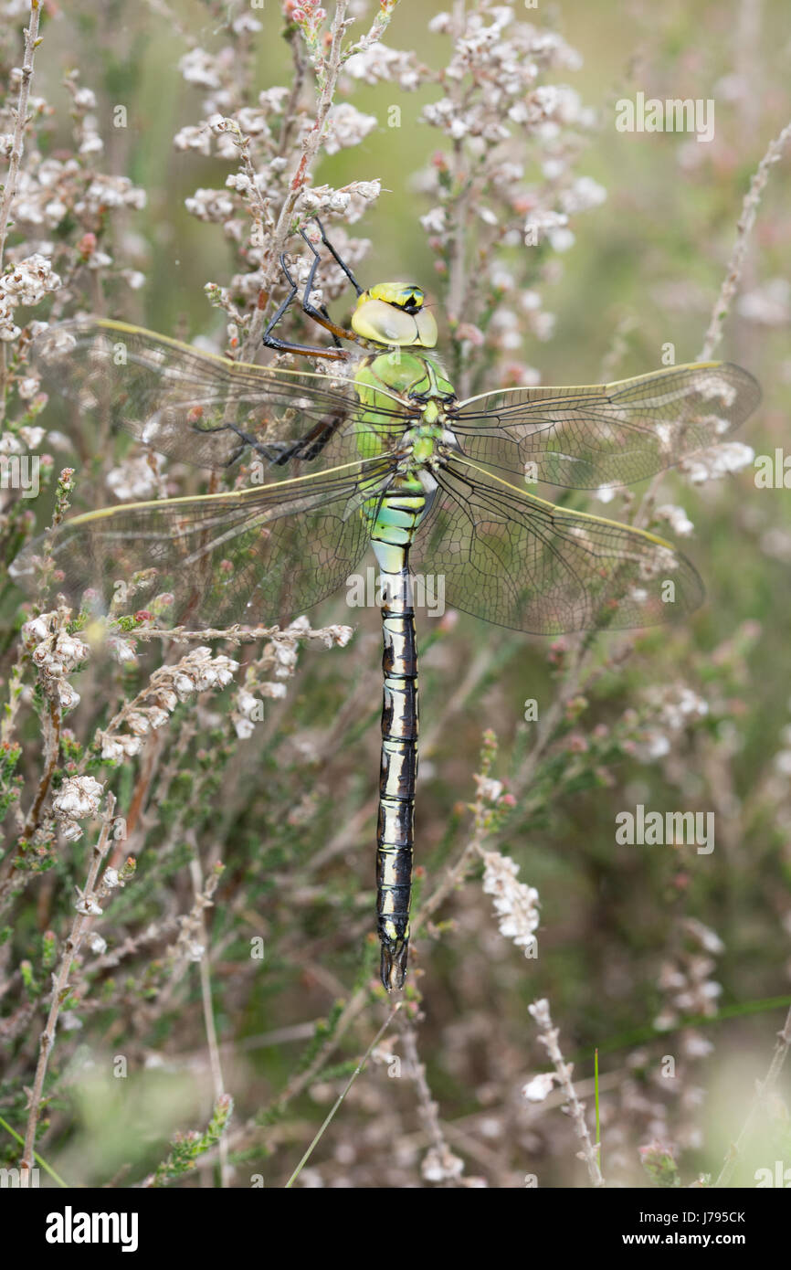 Close-up of newly-emerged female emperor dragonfly (Anax imperator) in ...