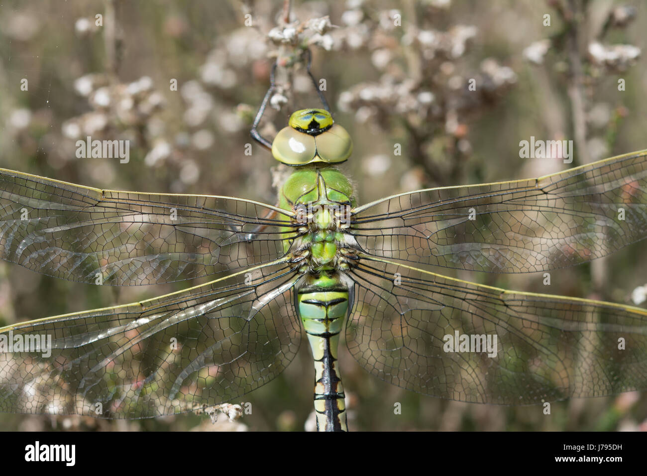 Close-up of newly-emerged female emperor dragonfly (Anax imperator) in ...