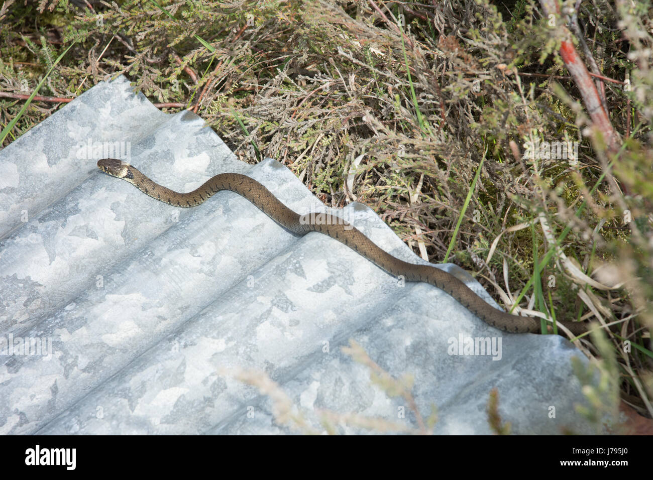 Grass snake (Natrix natrix) basking in sun on top of corrugated iron ...