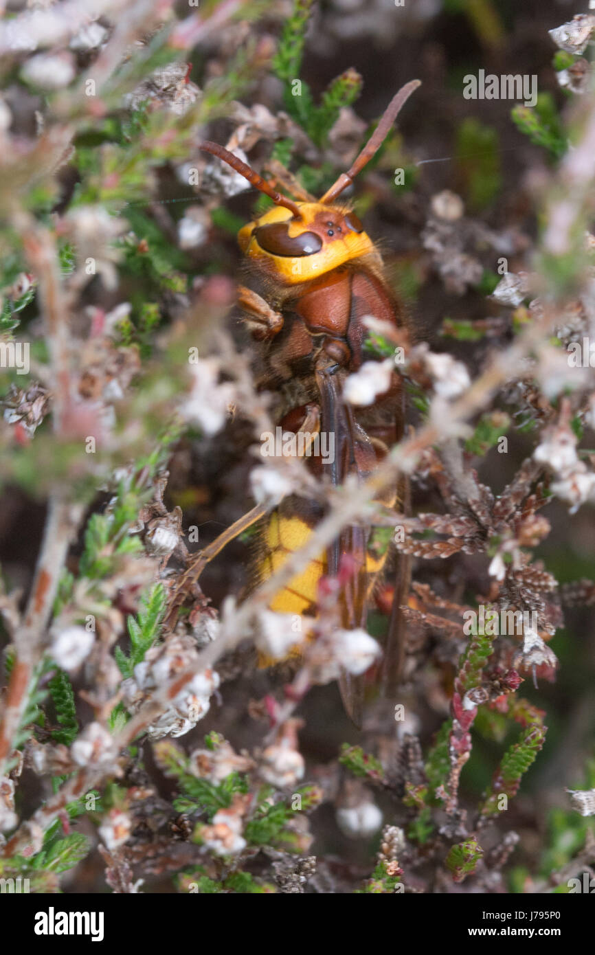 Hornet habitat hi-res stock photography and images - Alamy
