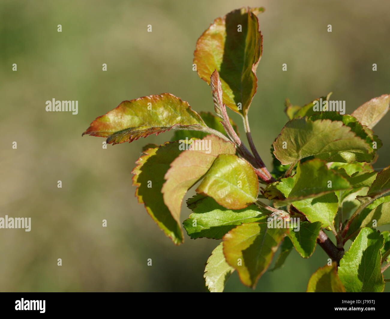 Branch industry hi-res stock photography and images - Alamy