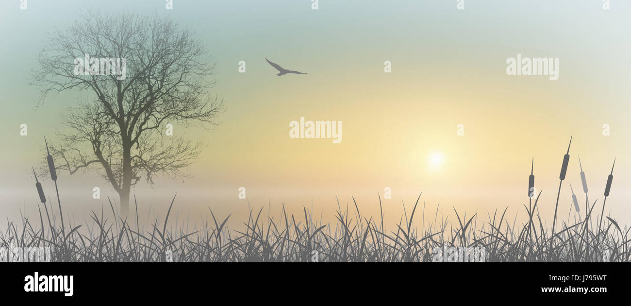 dawn scenery countryside nature environment enviroment tree sunset ...