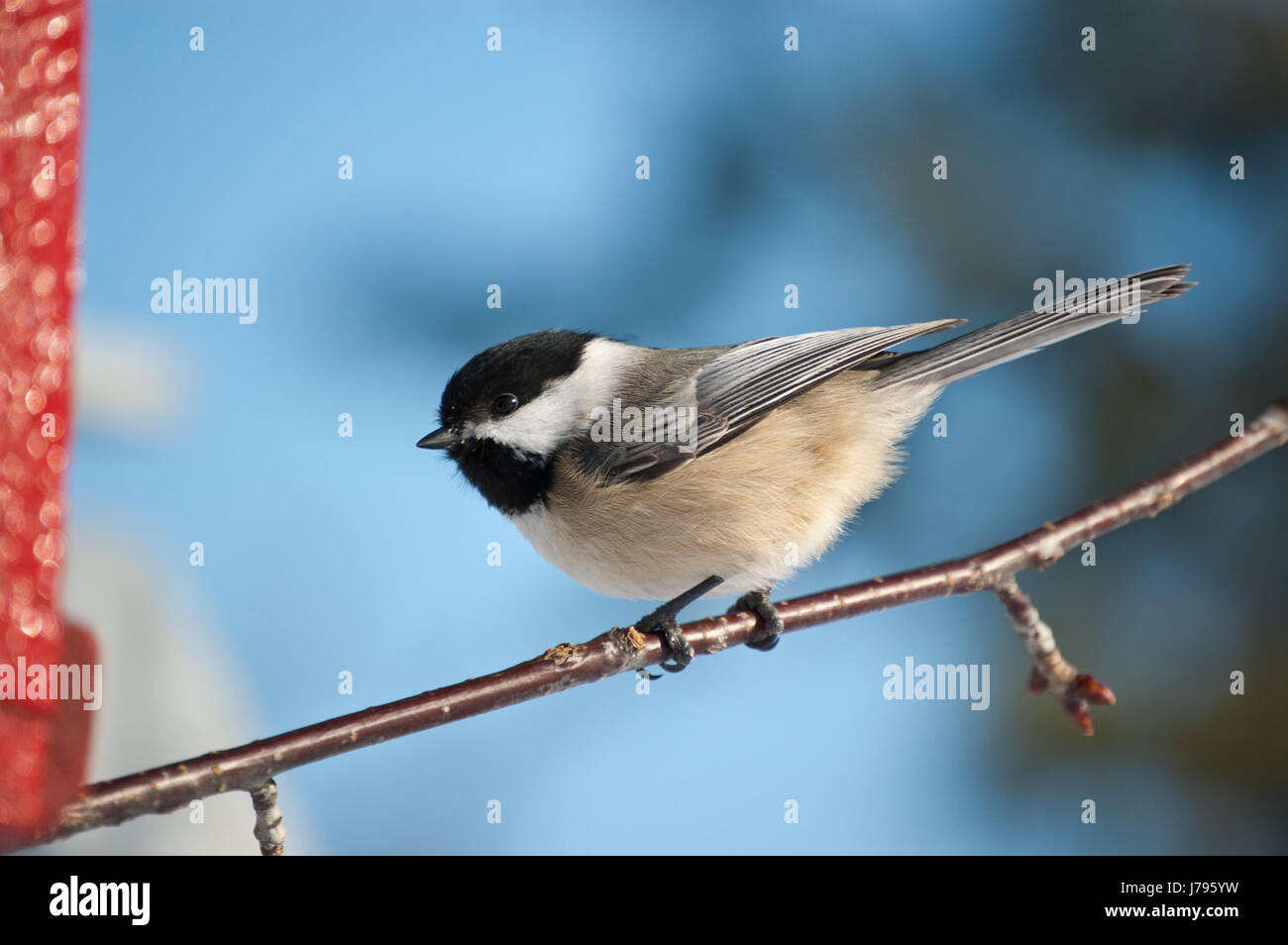bird wildlife nature closeup bird horizontal branch wildlife day during ...