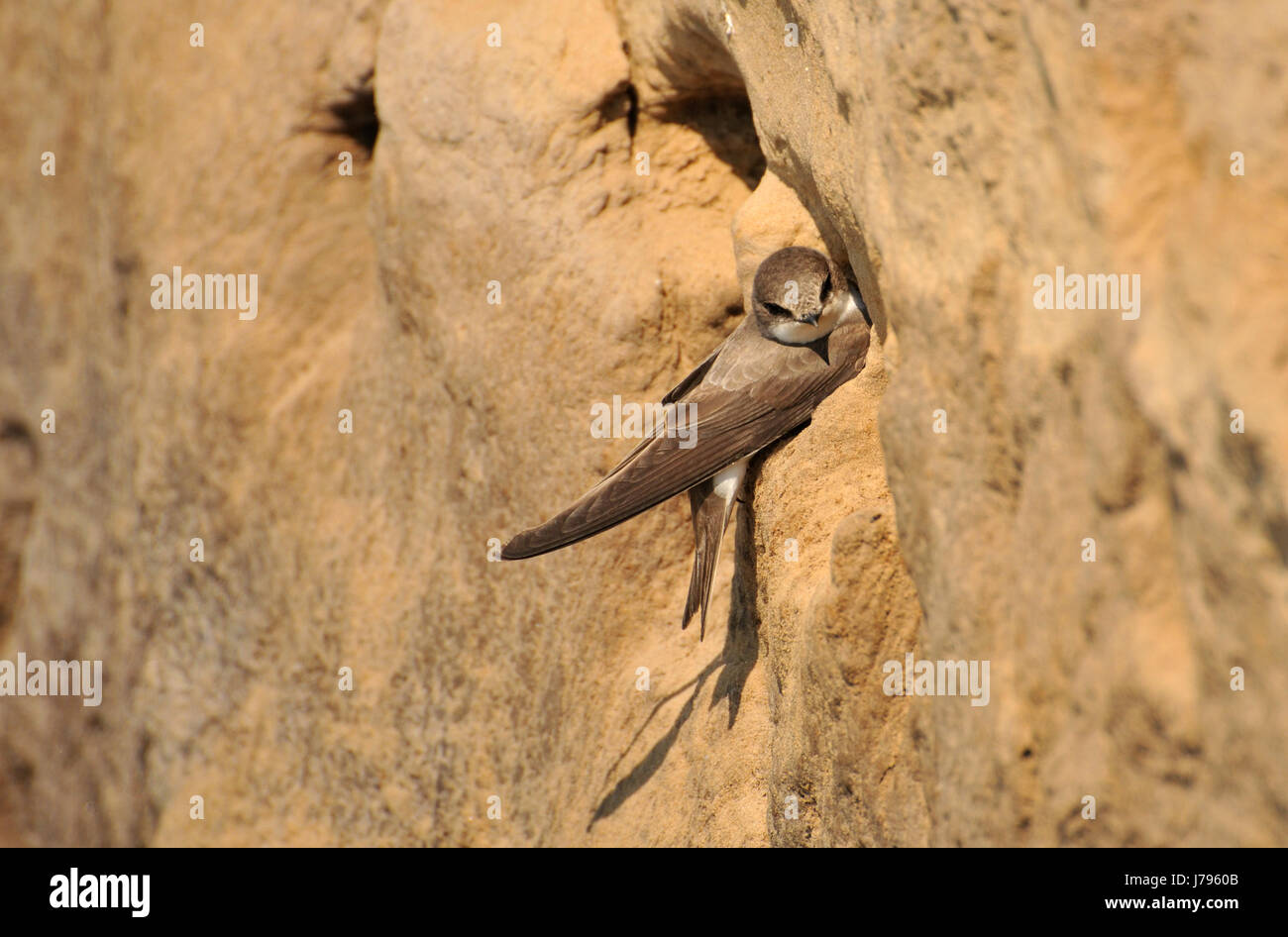 sand martin at the steep wall Stock Photo - Alamy