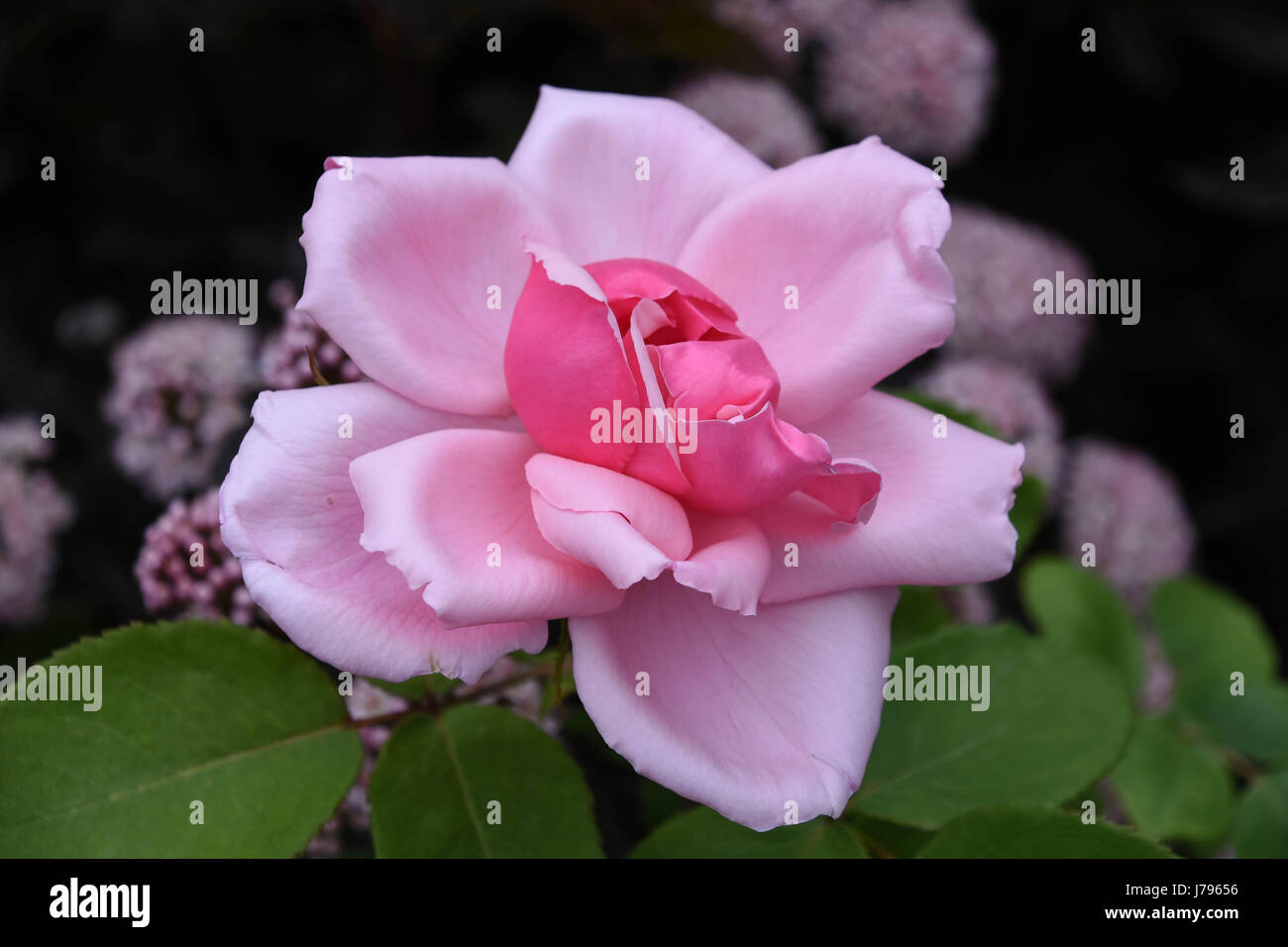 Ornamental rose rosa city of york hi-res stock photography and images ...