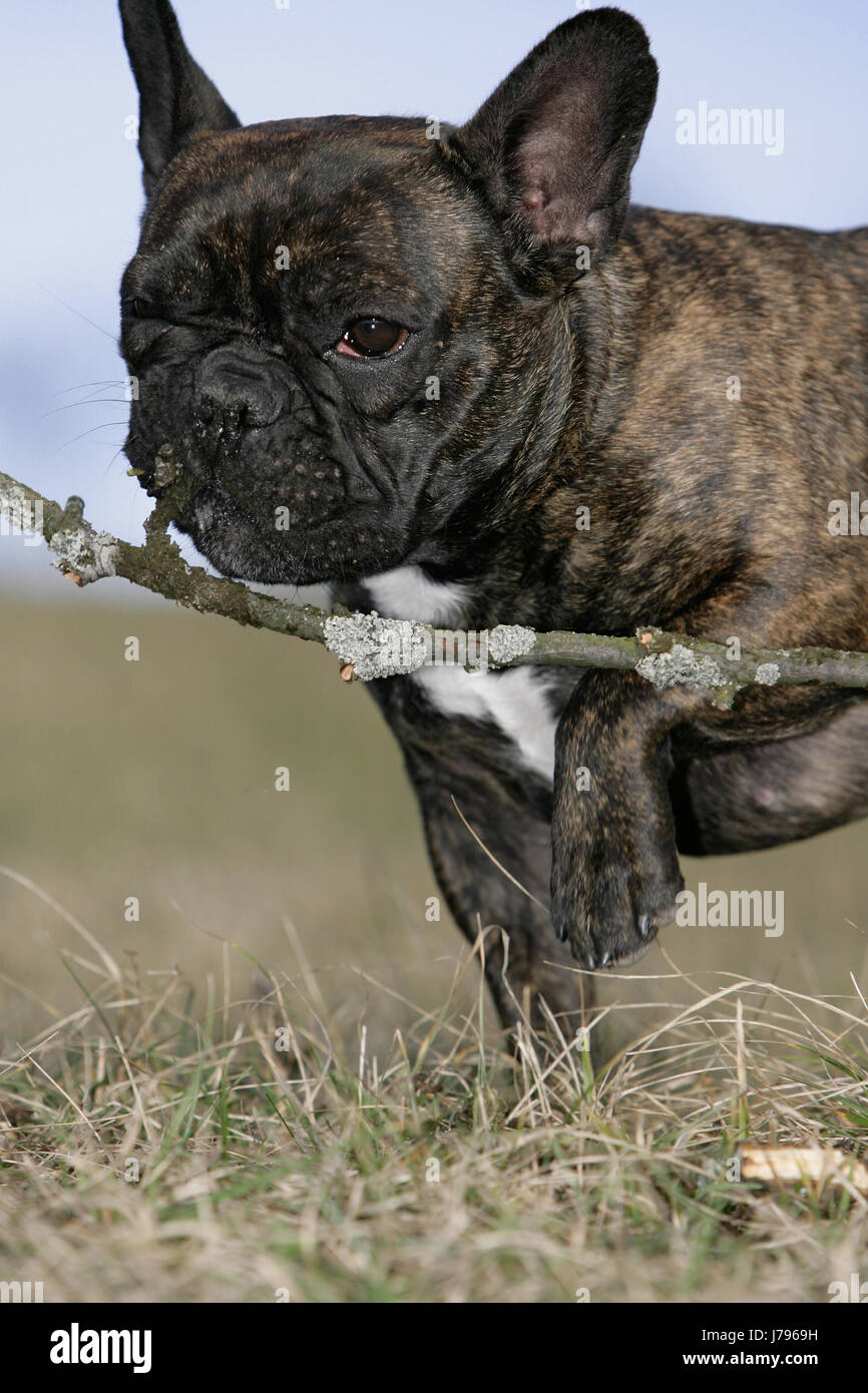 French bullie hi-res stock photography and images - Alamy