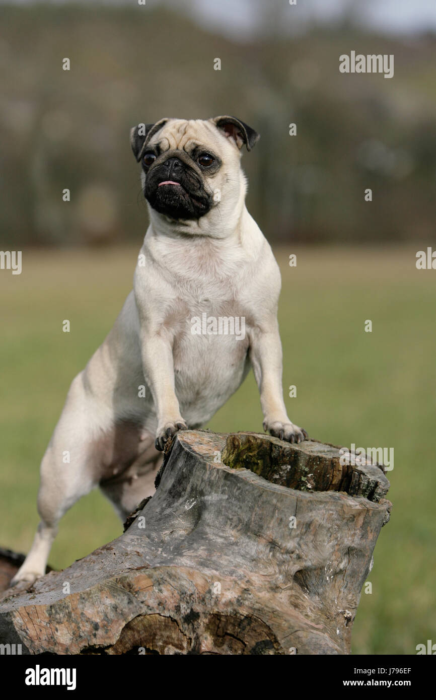 pug on tree stump Stock Photo - Alamy