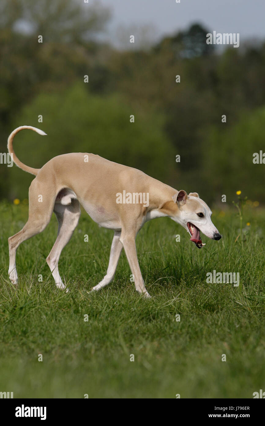 Go whippet hi-res stock photography and images - Alamy