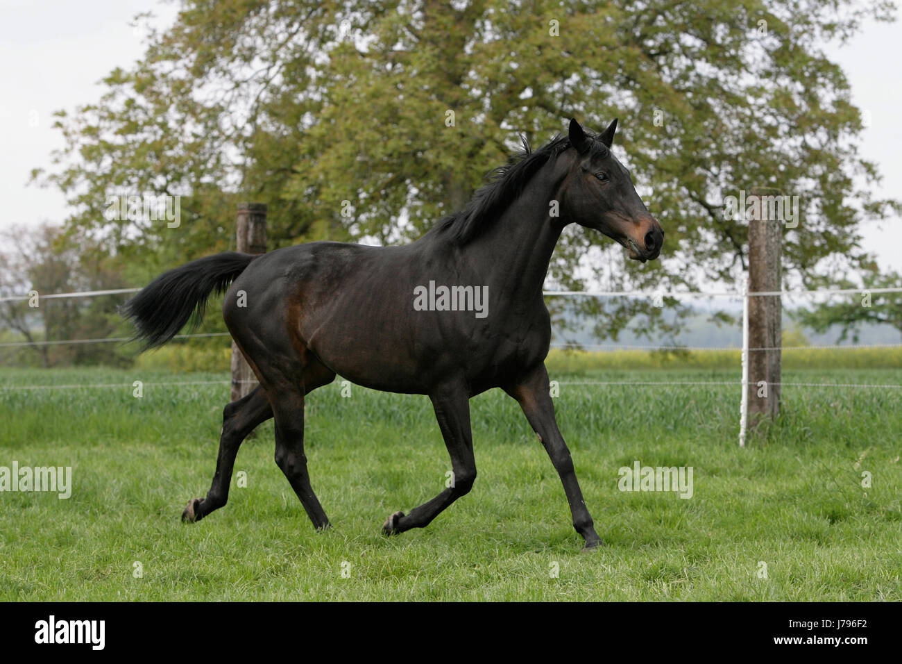 English thoroughbred hi-res stock photography and images - Alamy
