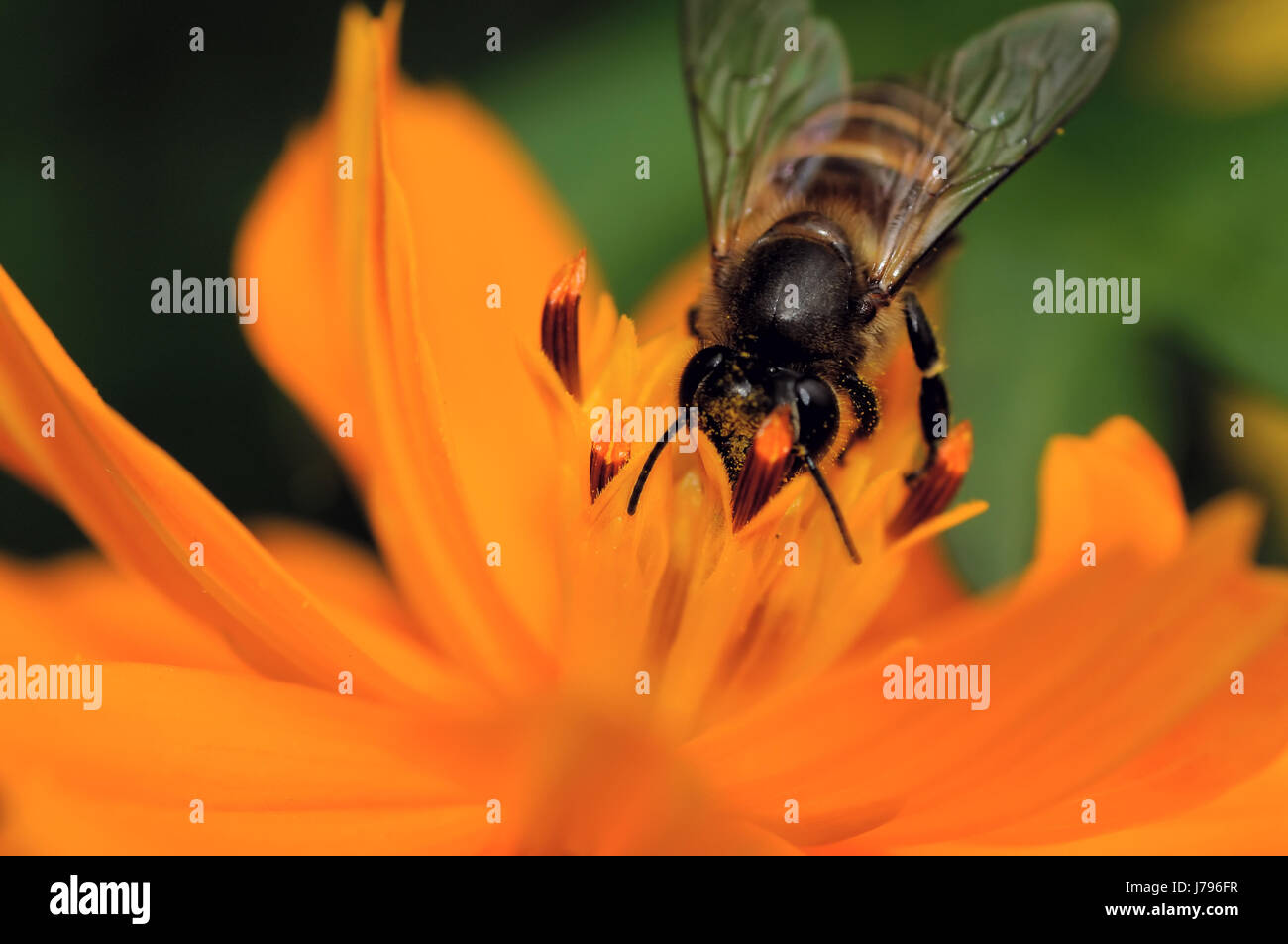 animal collect backdrop background insect bee station macro close-up ...