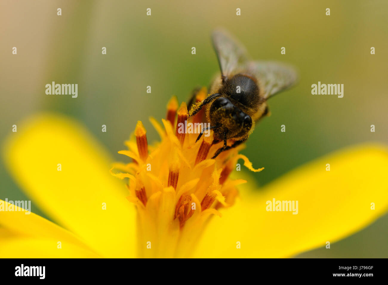 animal collect backdrop background insect bee station macro close-up ...