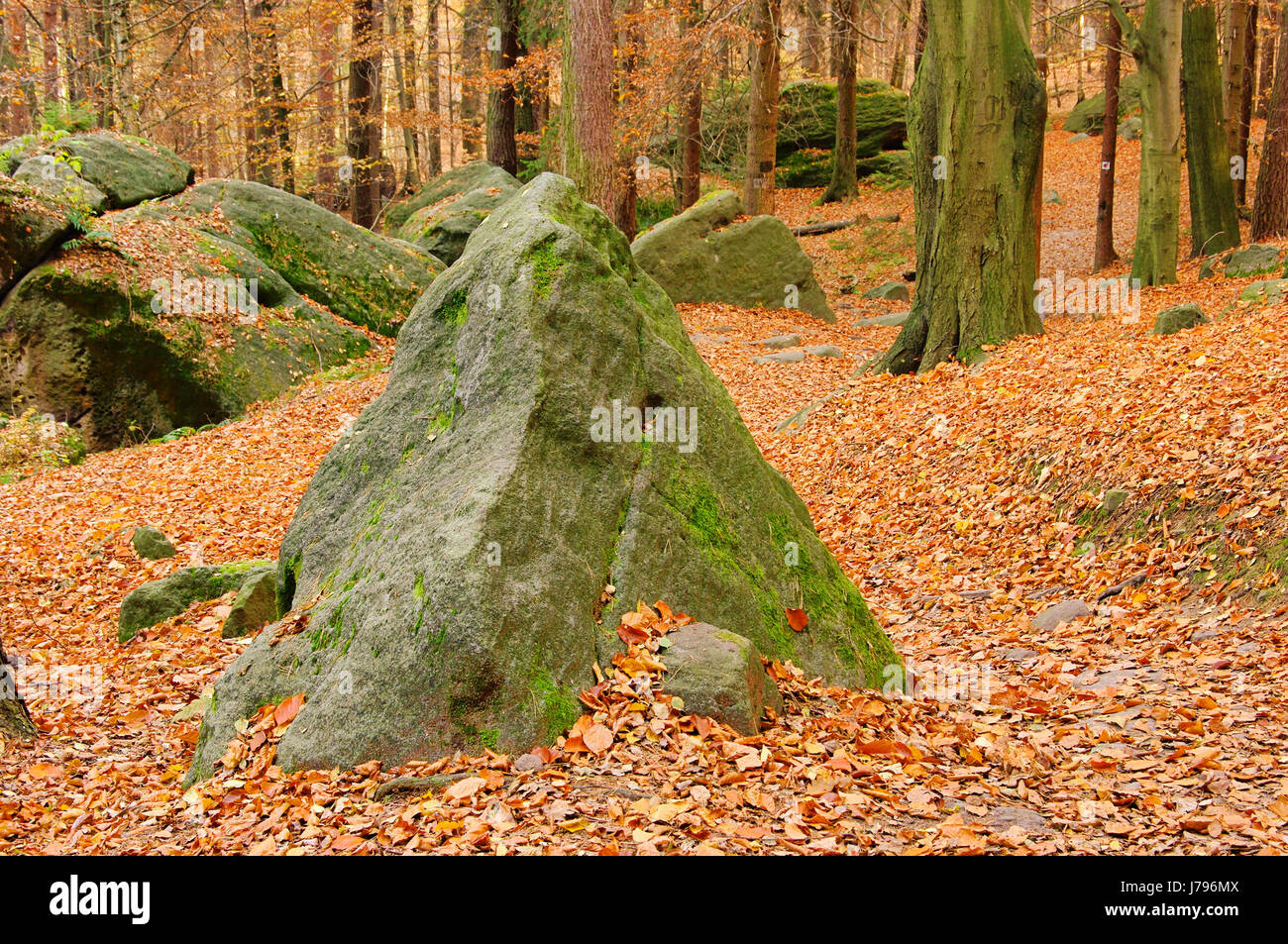 sandstone rocks in the forest - sandstone rock in forest 20 Stock Photo ...