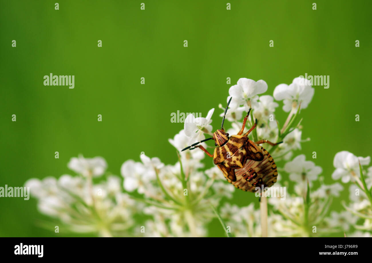 purple stinkbug [larva 5] Stock Photo - Alamy