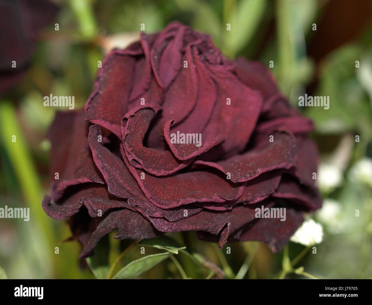 flower plant rose purple violet decay old decaying red flower plant ...