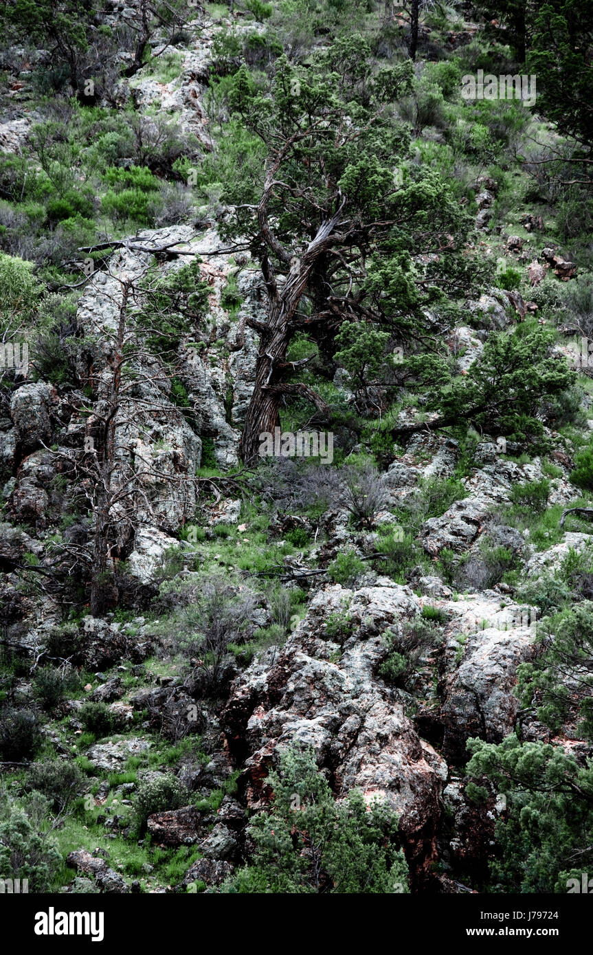 tree on a slope Stock Photo - Alamy