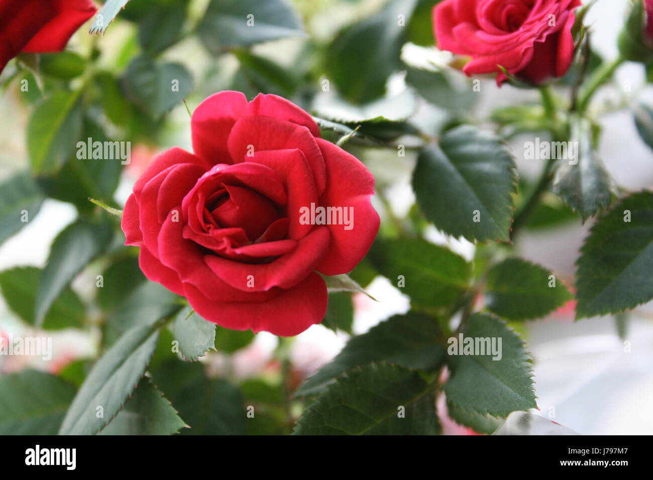 Little red roses Stock Photo - Alamy