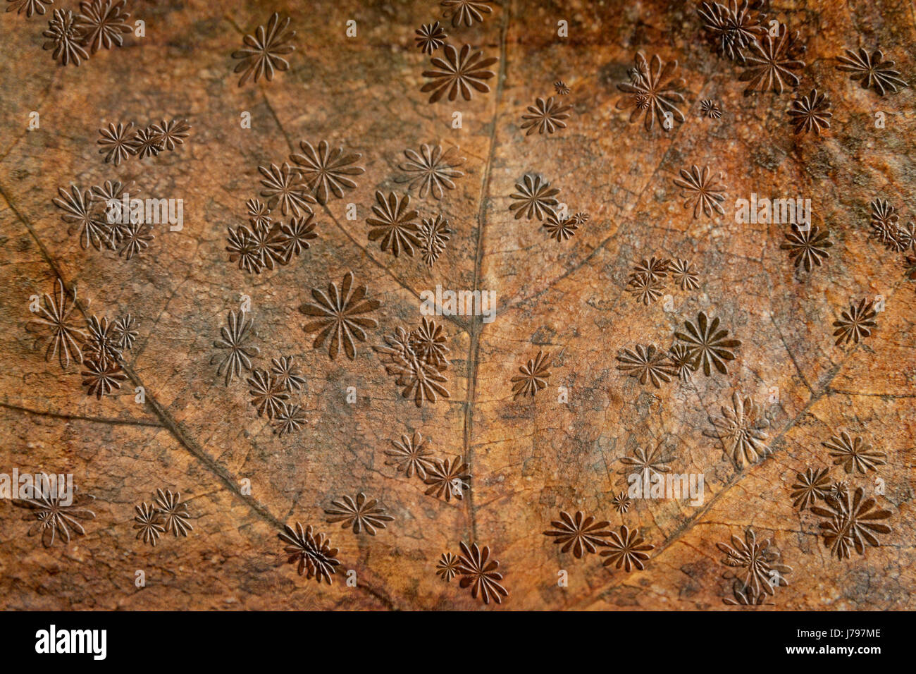 flower plant design shaping formation shape model figure page sheet ...