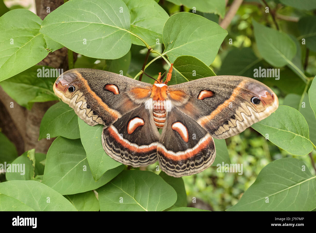 Cecropia moth hi-res stock photography and images - Alamy