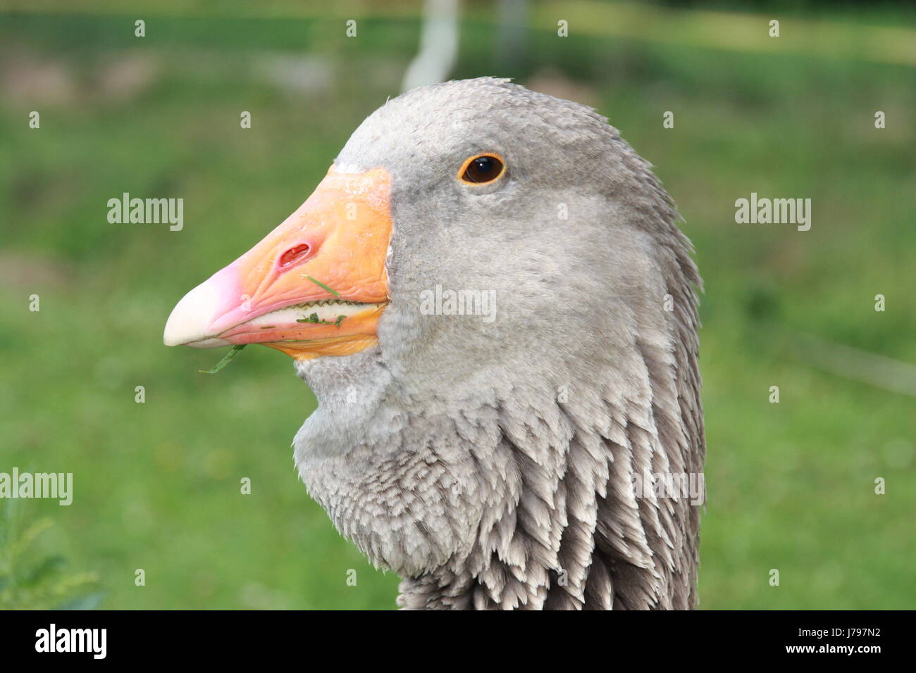 waterfowls waterfowl goose migrant birds of passage brant bird birds parents Stock Photo - Alamy