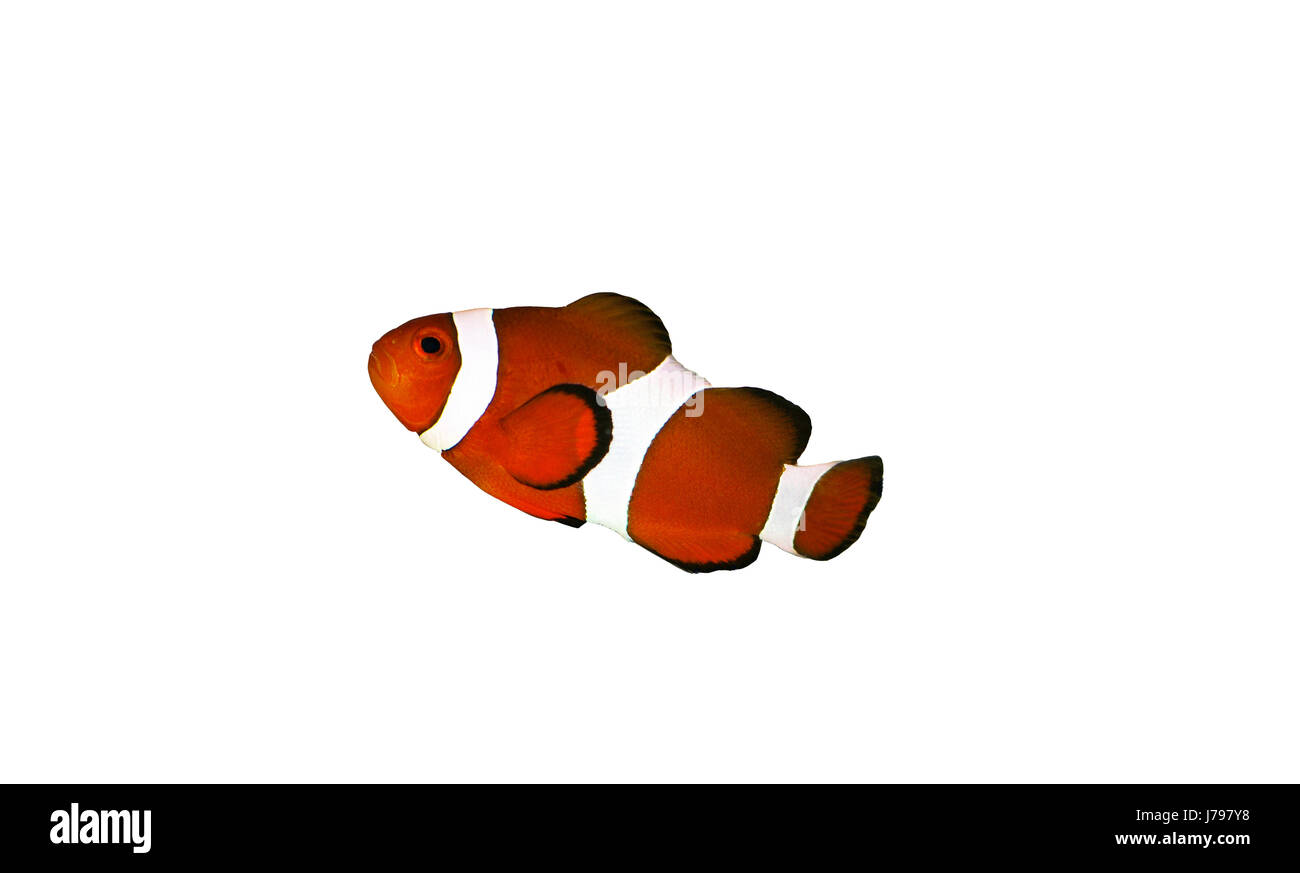 Marine existence Cut Out Stock Images & Pictures - Alamy