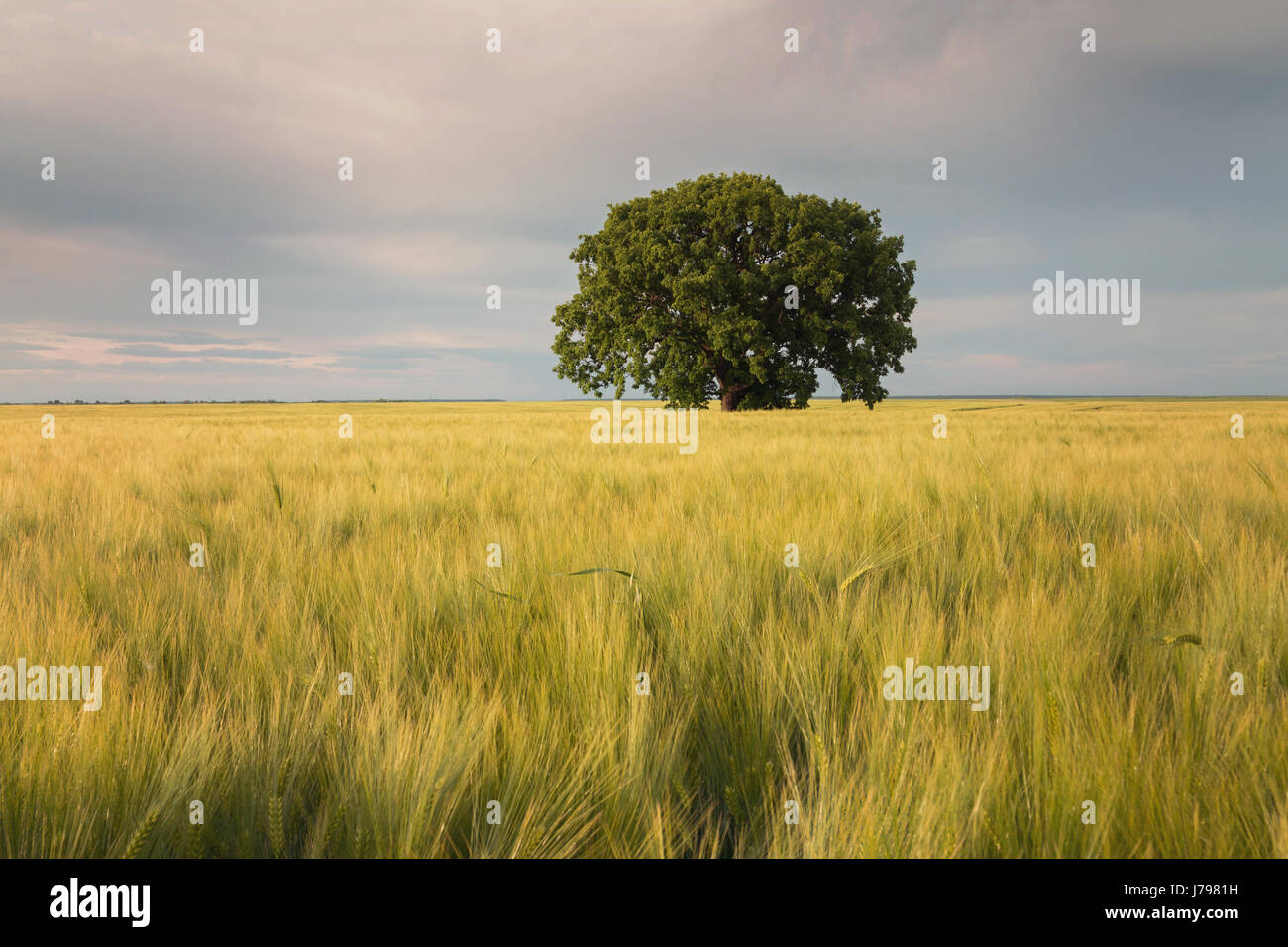 Beautiful isolated tree in a field of wheat Stock Photo - Alamy