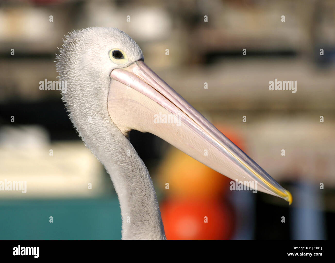 bird birds australia feathers beak feathering pelican beaks bird birds Stock Photo - Alamy