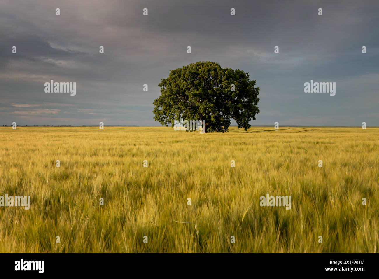 Beautiful isolated tree in a field of wheat Stock Photo - Alamy