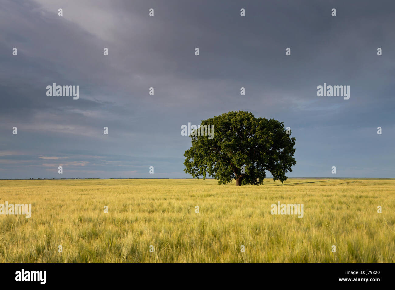 Wheat field single big tree hi-res stock photography and images - Alamy