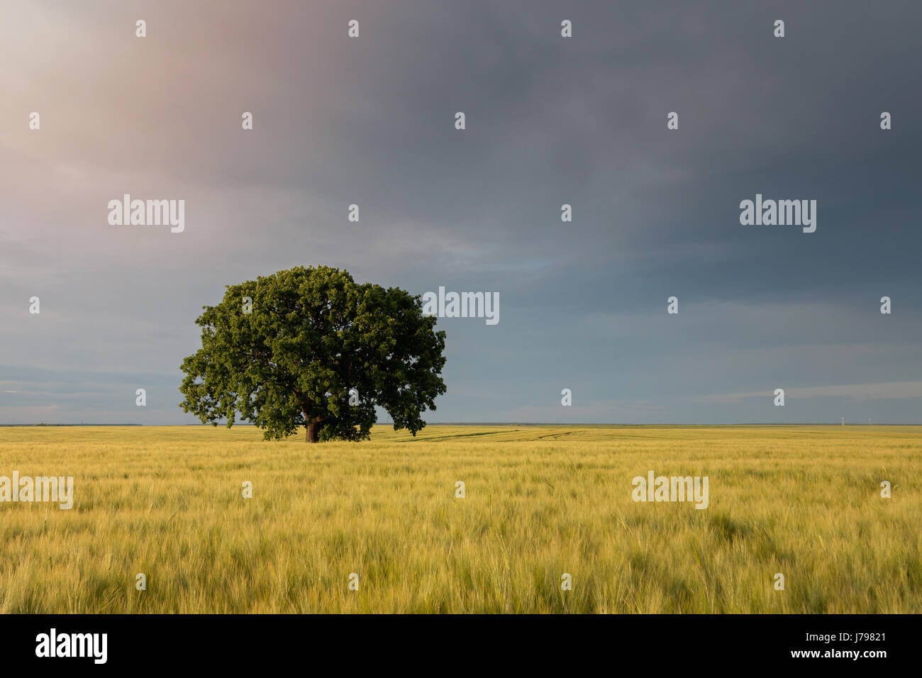 Beautiful isolated tree in a field of wheat Stock Photo - Alamy