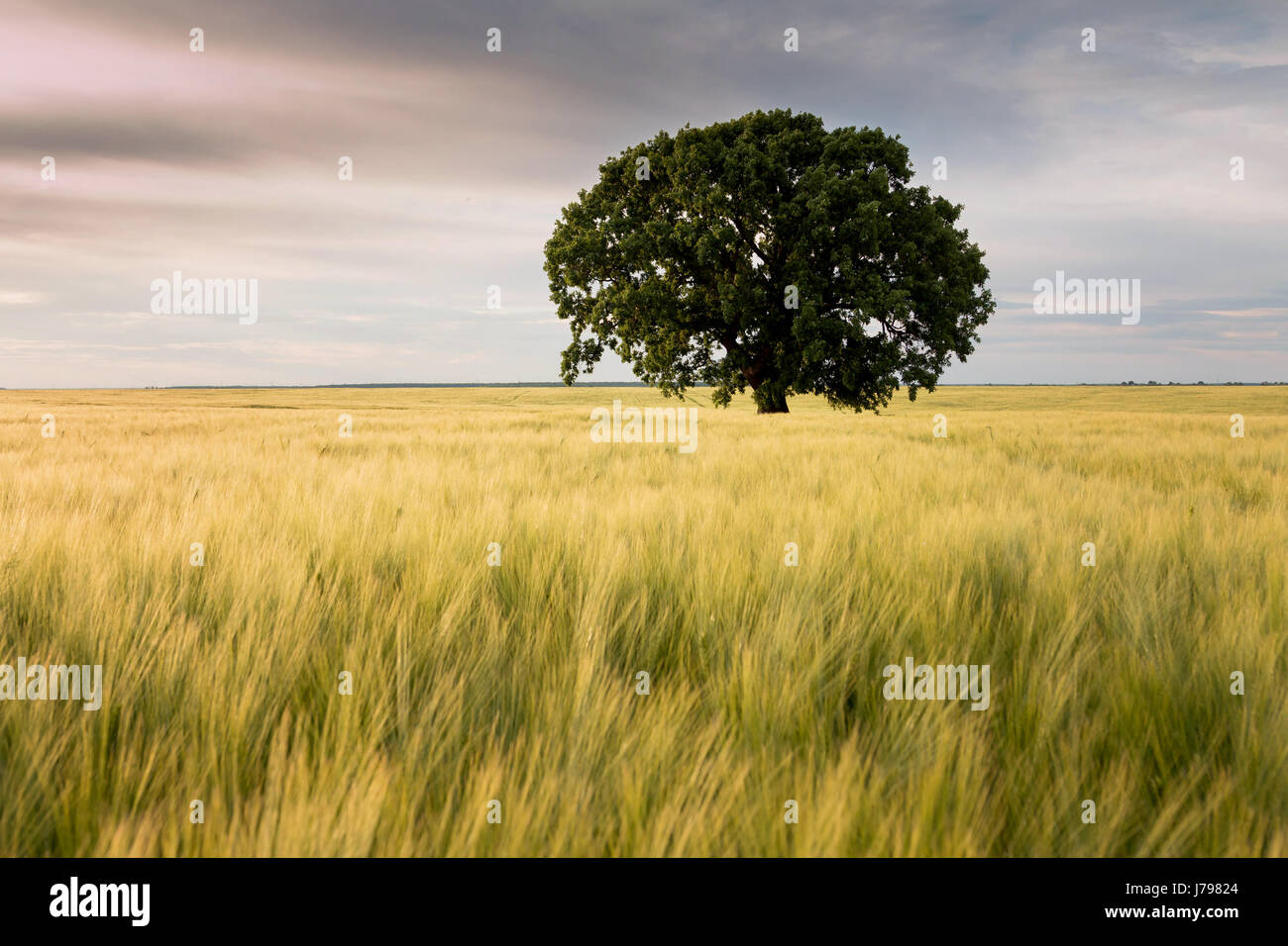 Beautiful isolated tree in a field of wheat Stock Photo - Alamy