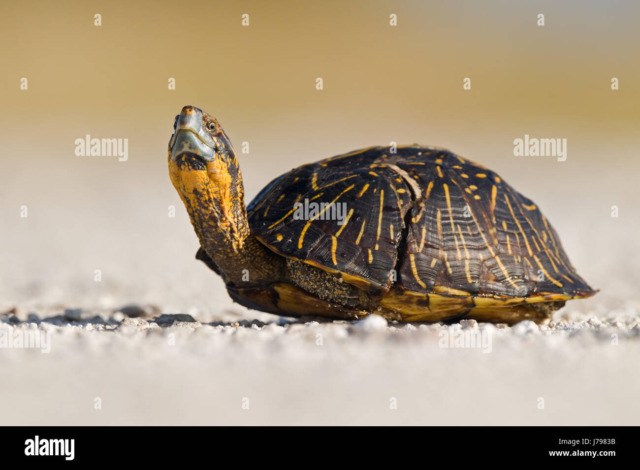 Florida terrapin hi-res stock photography and images - Alamy