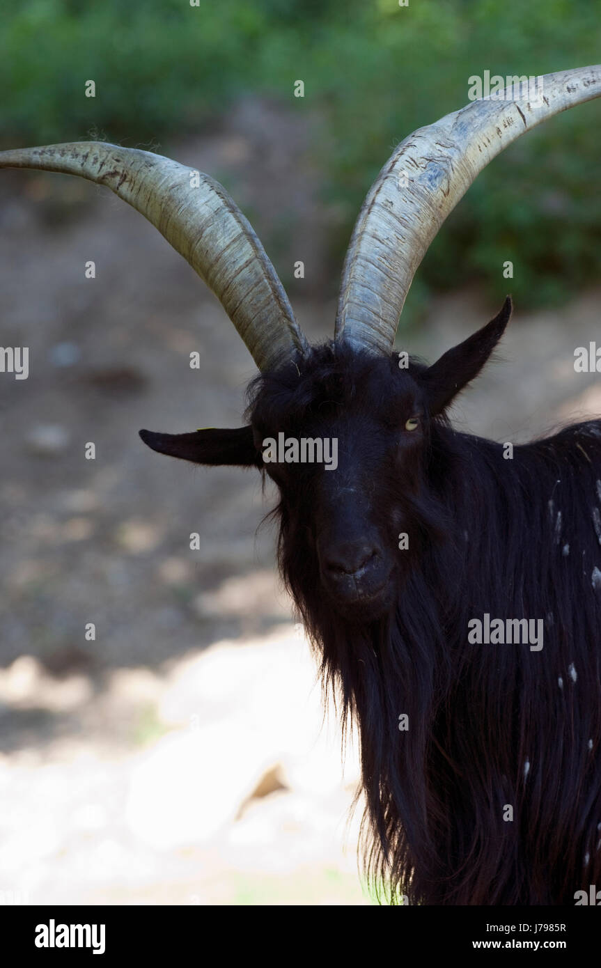 Black goat hi-res stock photography and images - Alamy
