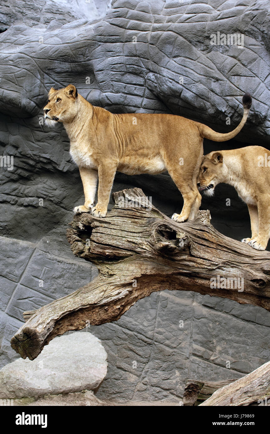 lion cat big cat feline predator tiger wildcat lions shine shines ...