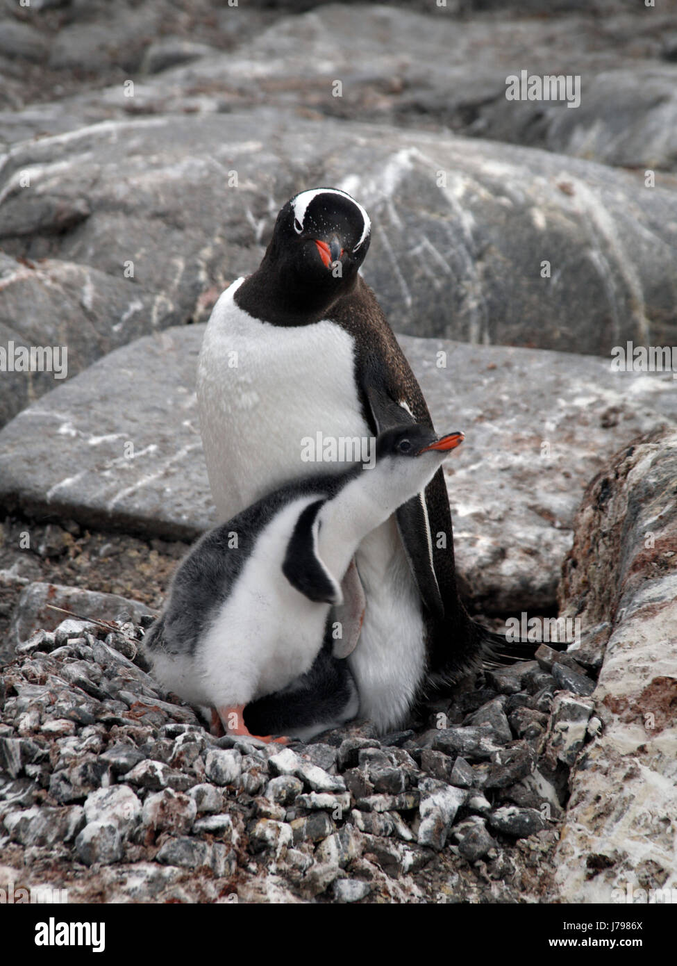 penguin mother mom ma mommy cub baby antarctica park winter animal bird ...