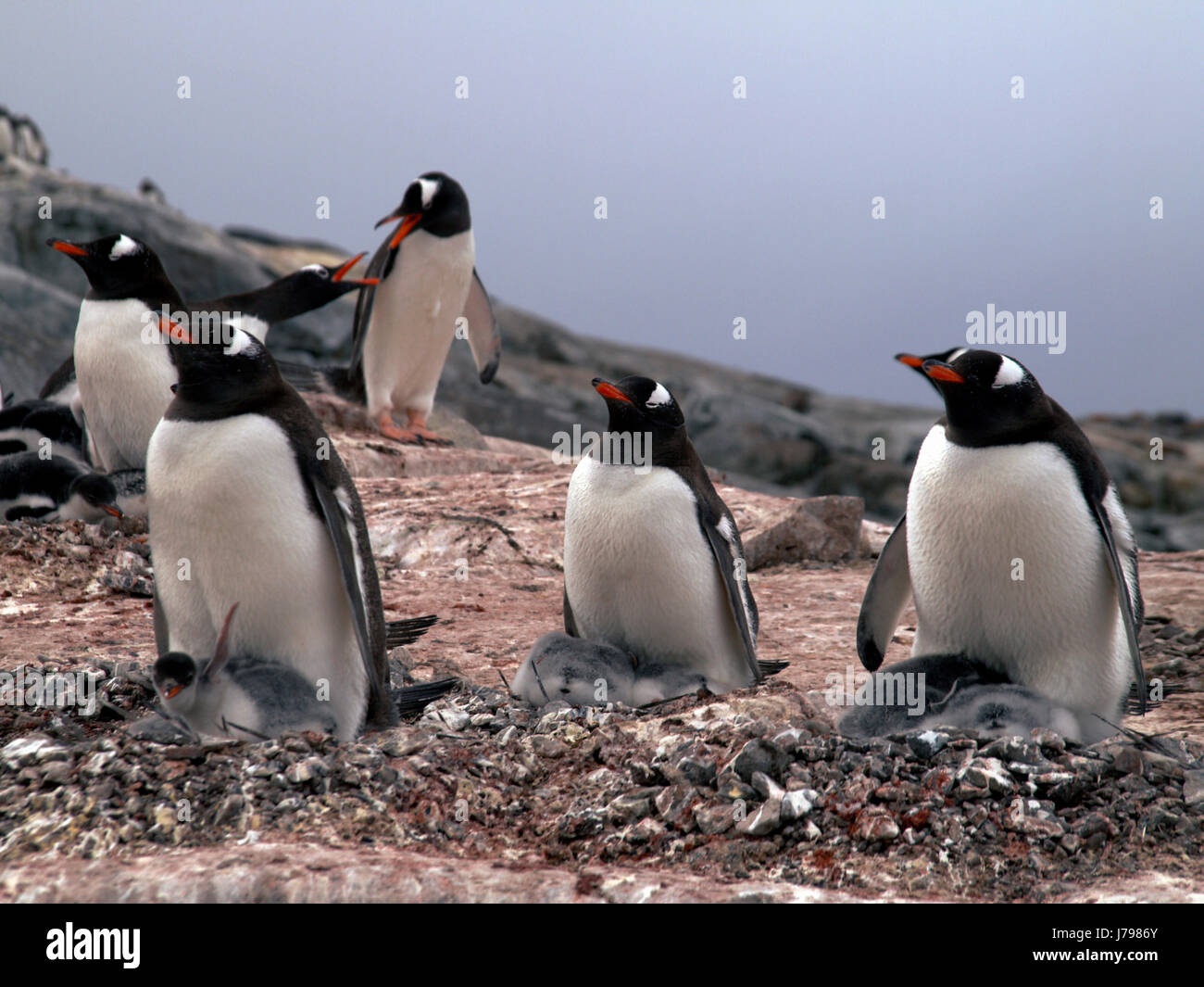 penguins nest feeding babies park winter animal bird cold wild animals ...