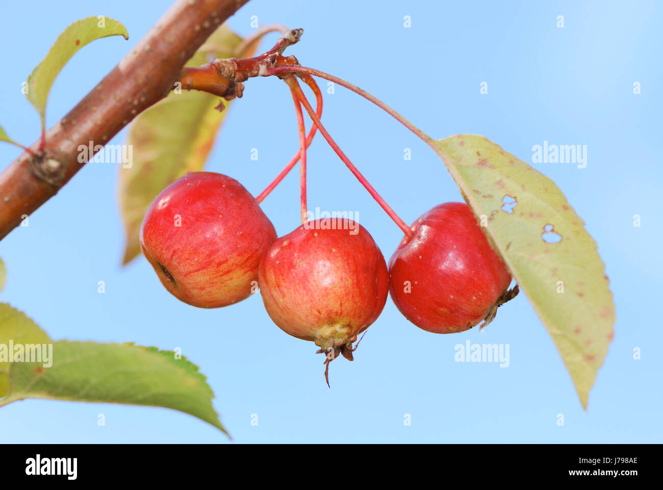 leaf tree fruit red plant blue leaf tree branch fruit three grow ...