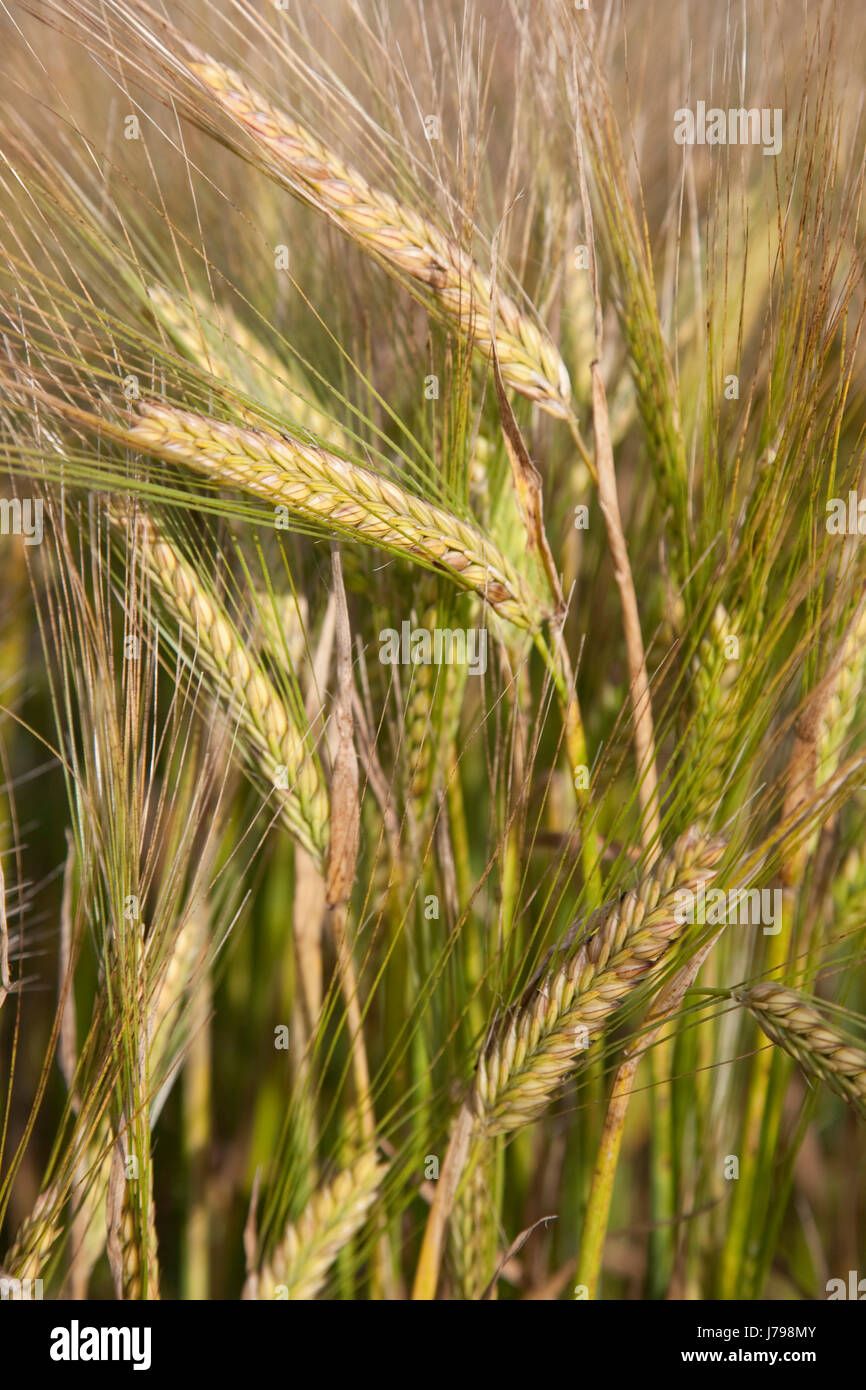 wheat cereal growth life health diet food nutrition,background farm ...