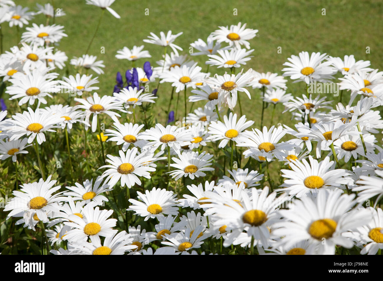 summer summerly daisy anthemis white flower green lawn plant grass ...