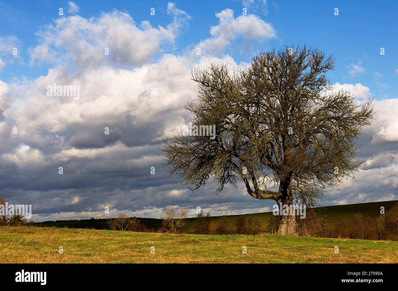 blaze of color in autumn Stock Photo - Alamy