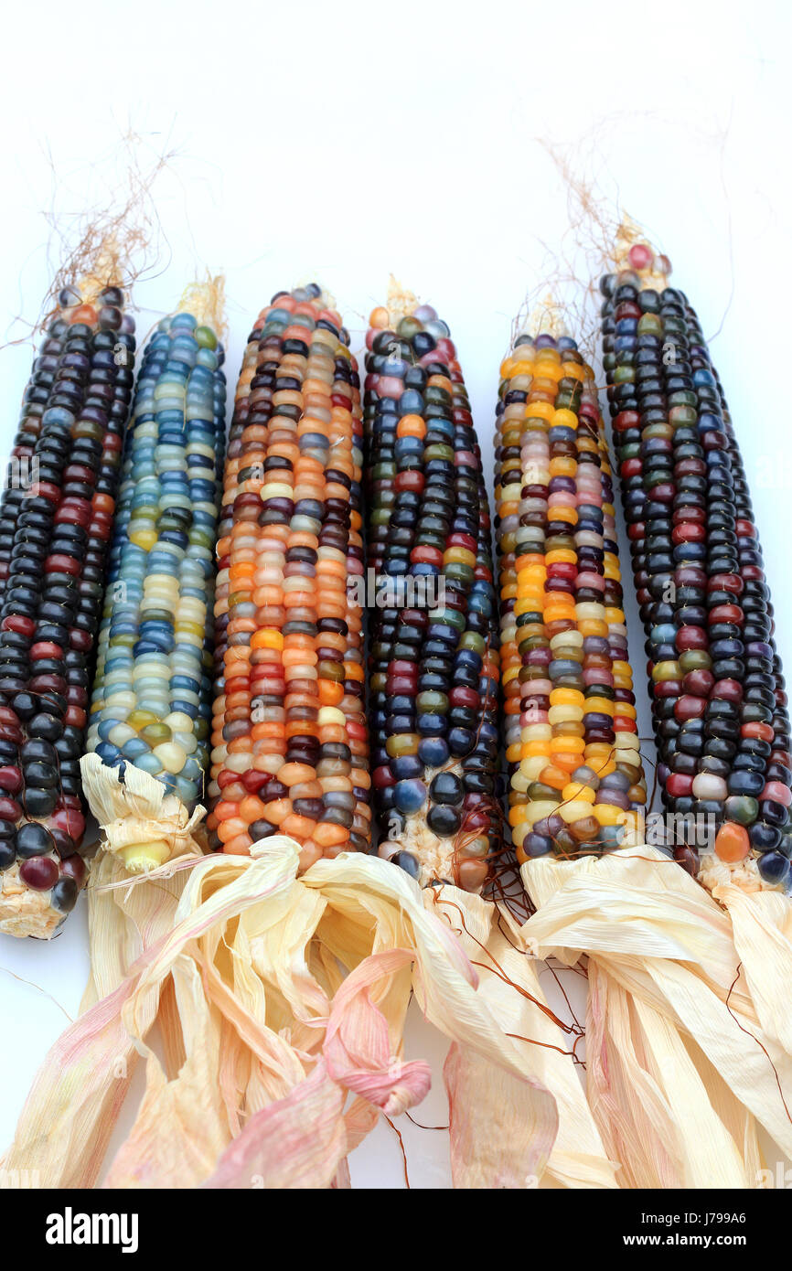 Heirloom Corn High Resolution Stock Photography and Images - Alamy