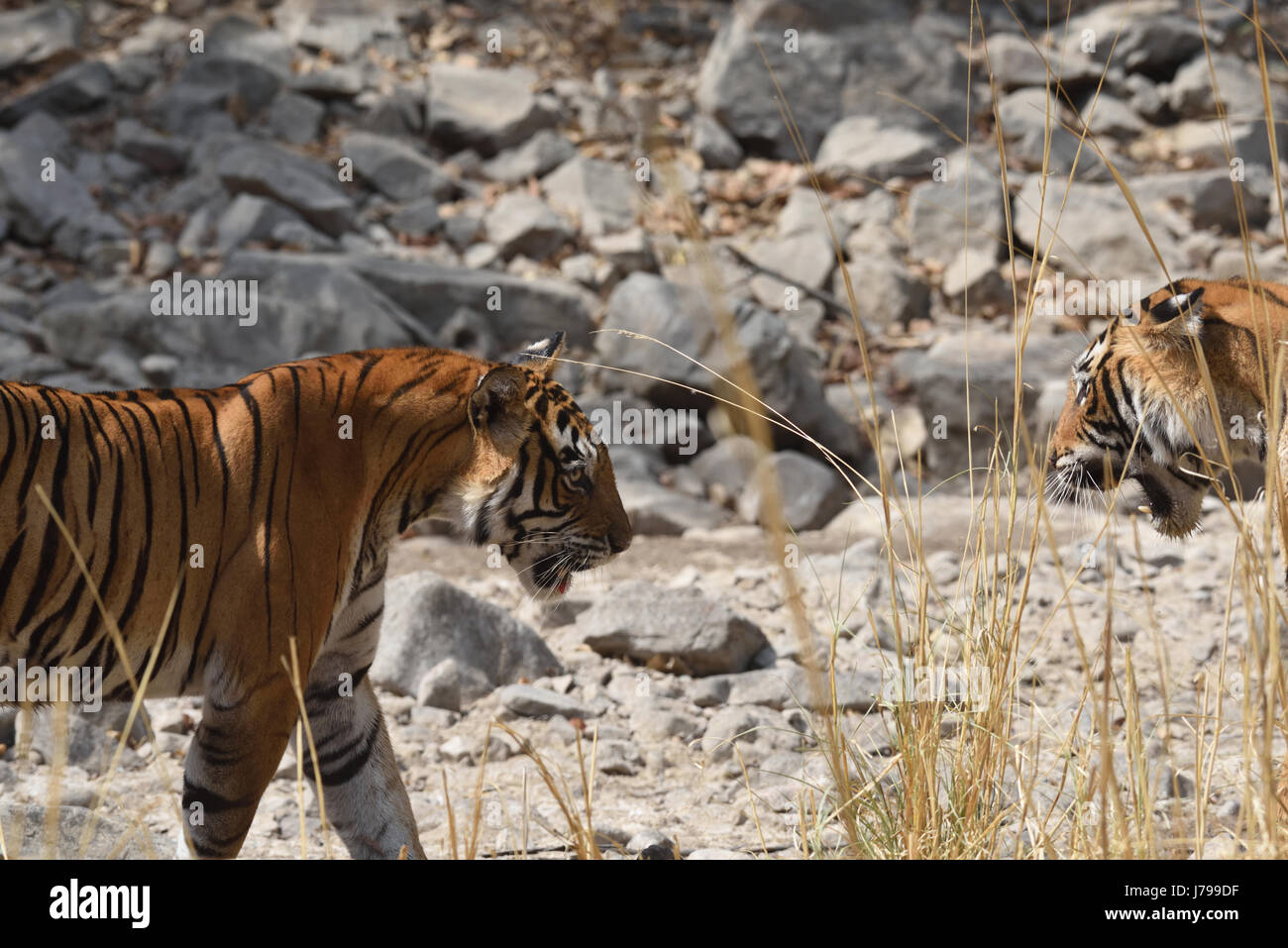Female tiger roaring hi-res stock photography and images - Alamy