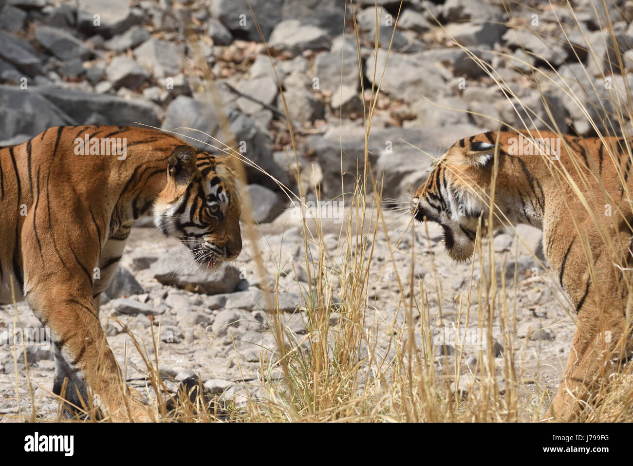 Female tiger roaring hi-res stock photography and images - Alamy