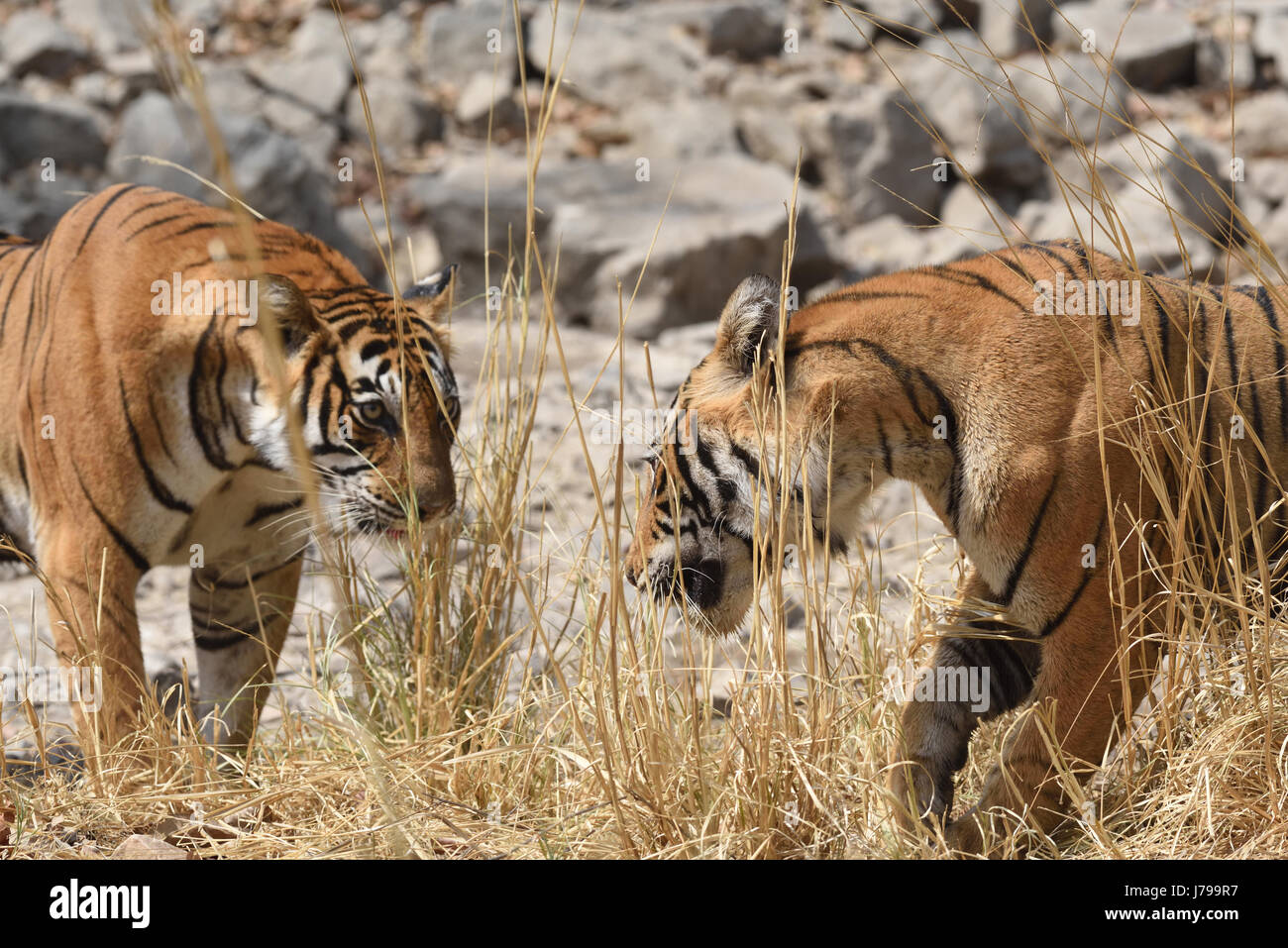Two bngal tiger female fighting , Ranthambore Rajasthan, India Stock ...