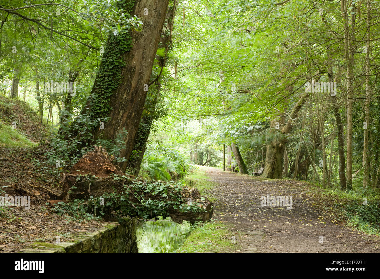 woods scenery countryside nature forest galicia spain path walk nature ...