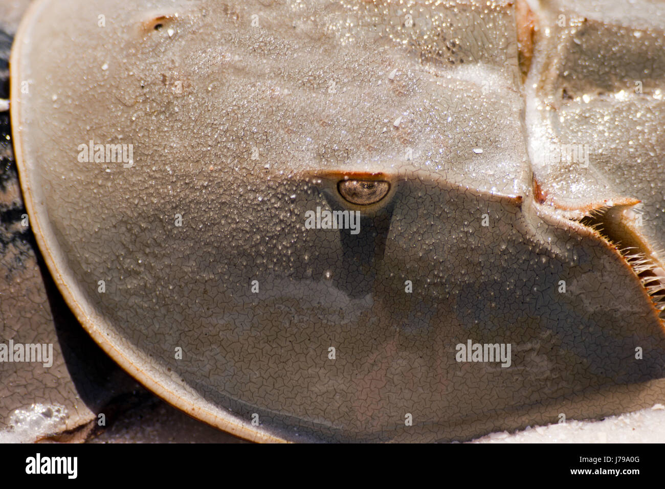 Horseshoe crab eye hi-res stock photography and images - Alamy