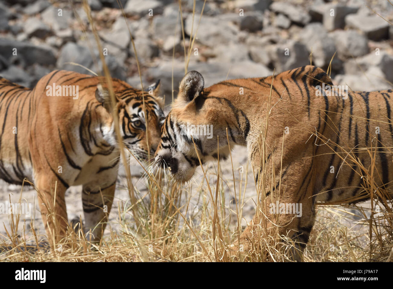 Bngal High Resolution Stock Photography and Images - Alamy