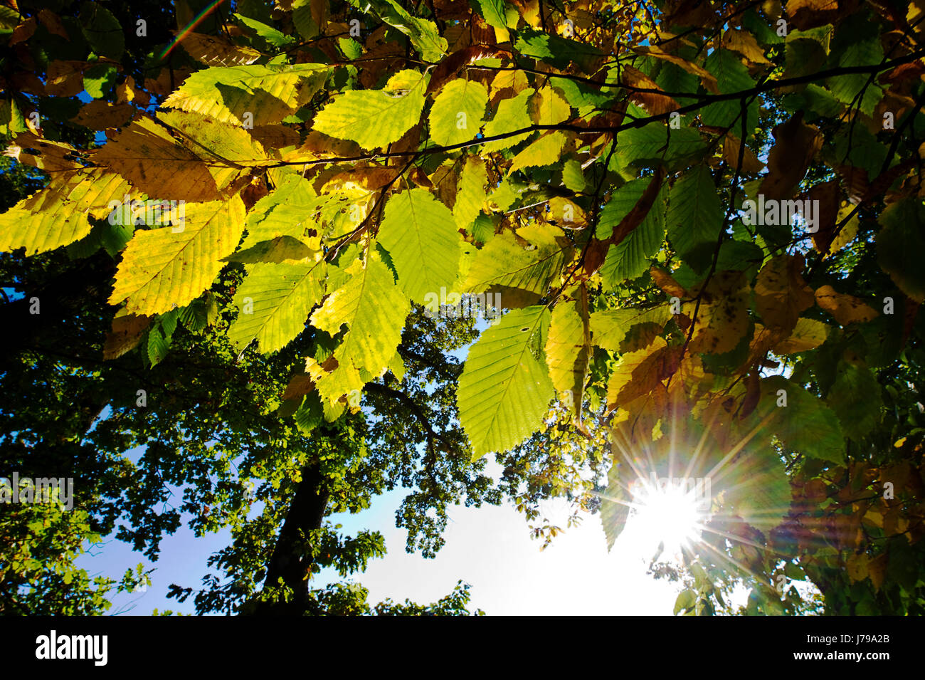 tree leaves coloured forest nature fall autumn tree trees leaves ...
