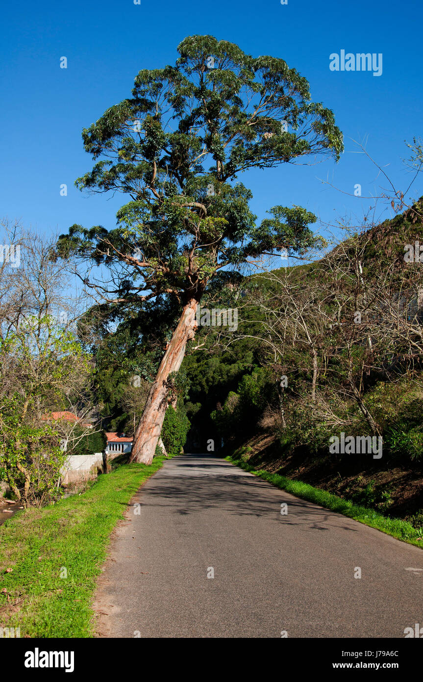 landscape scenery countryside nature house building tree trees bridge ...