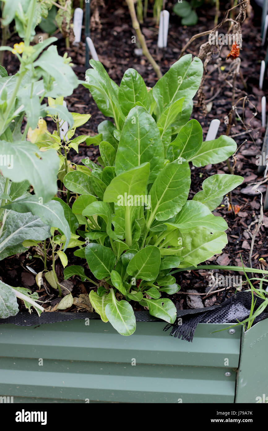Homegrown bok choy or pak choi on vegetable bed Stock Photo - Alamy